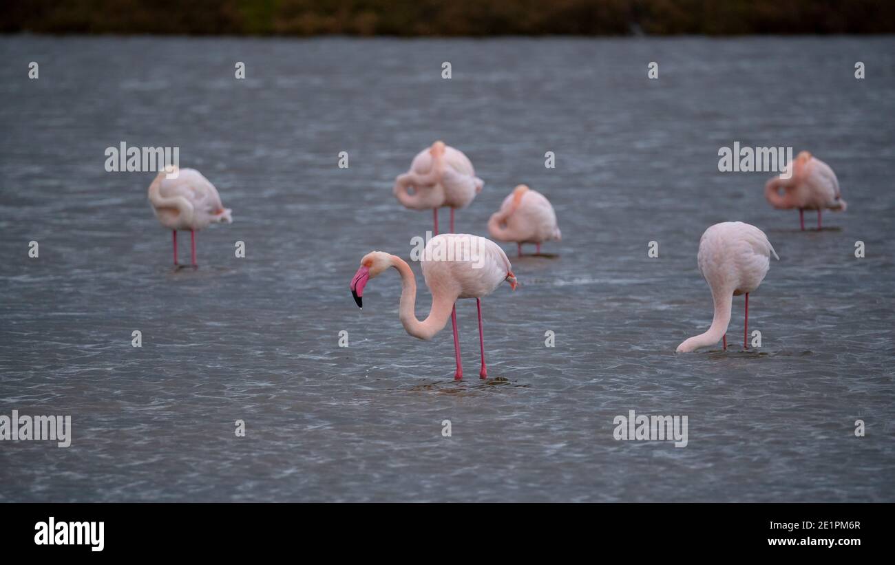 Santa giusta lagoon hi-res stock photography and images - Alamy