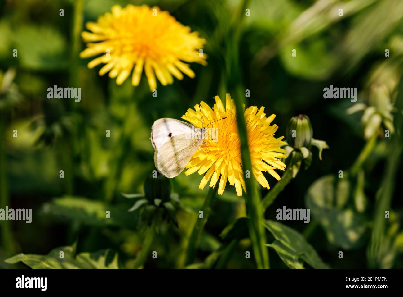 Types of butterflies hi-res stock photography and images - Alamy