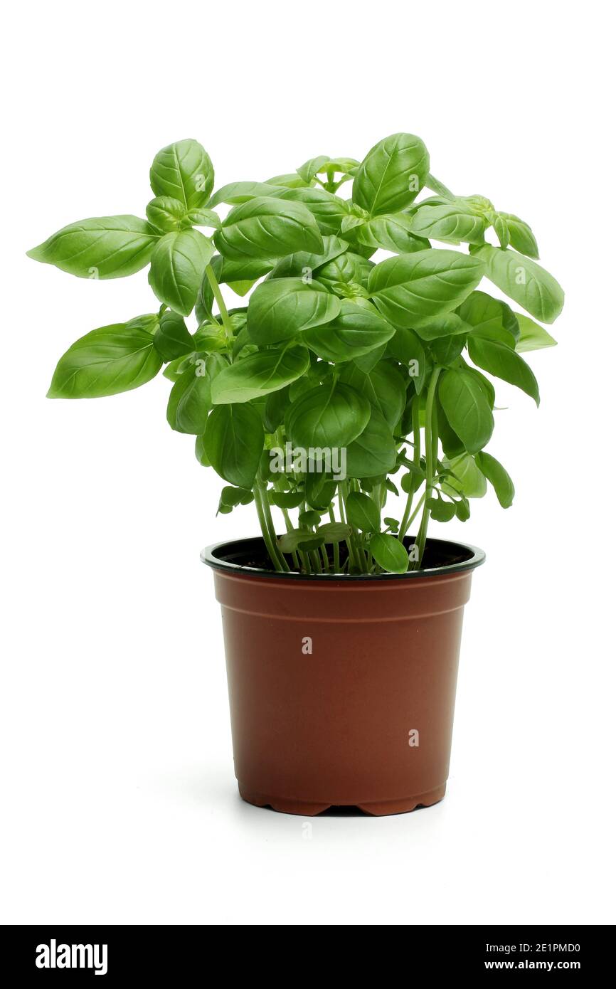 Pot of basil Cut Out Stock Images & Pictures - Alamy