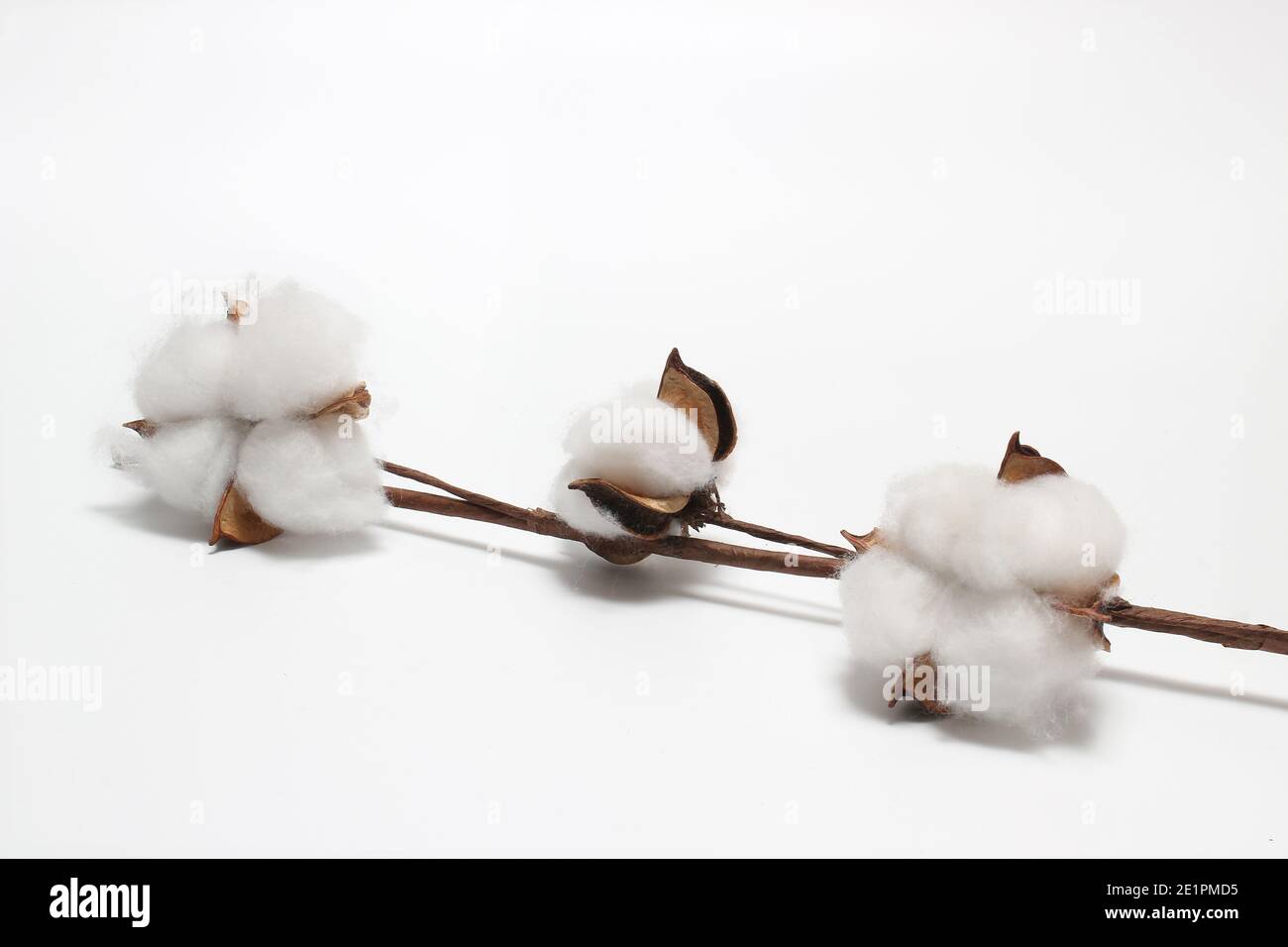 Cotton Flowers on White Background Stock Photo - Alamy