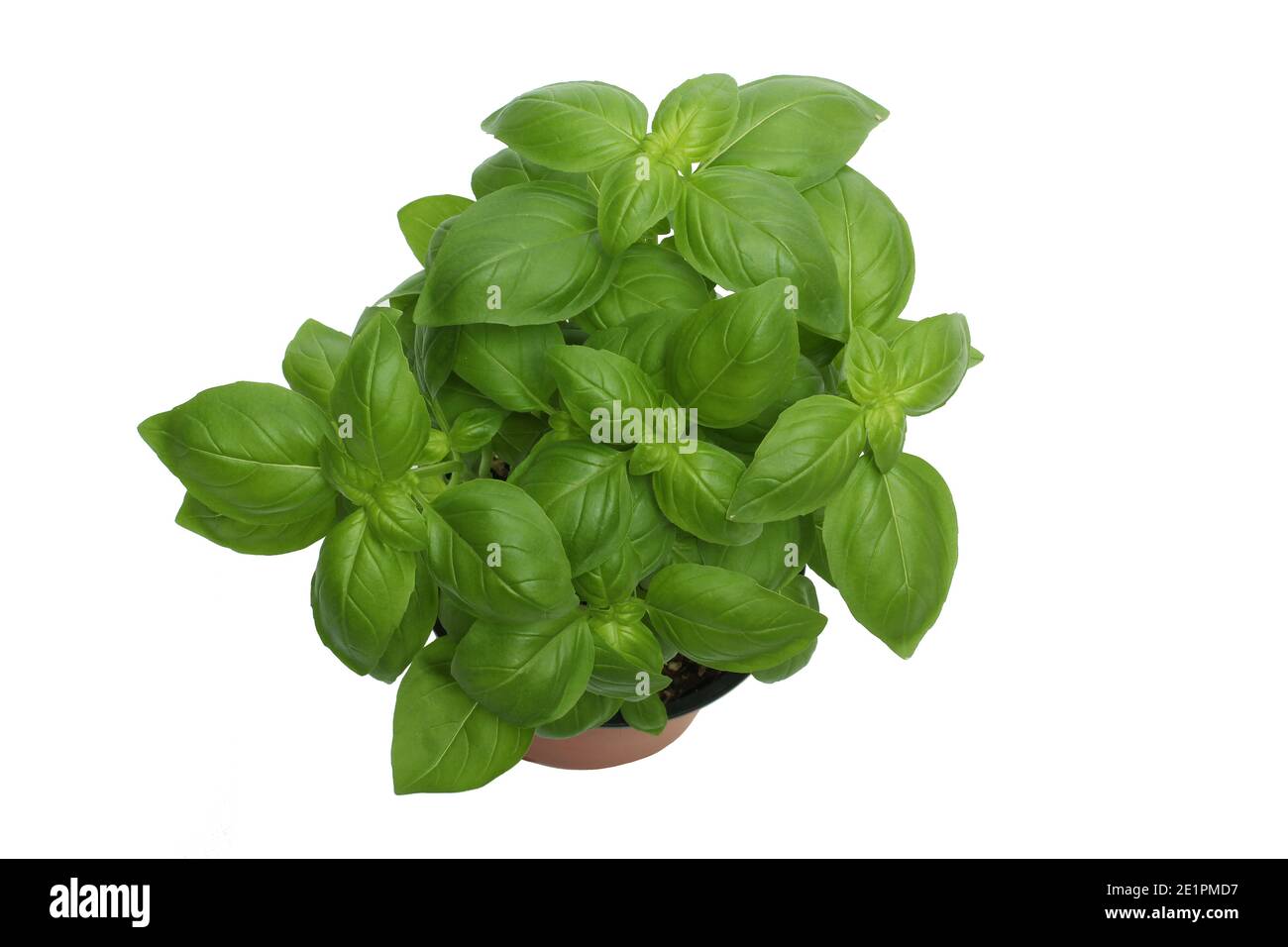 Basil Plant on White Background Stock Photo - Alamy