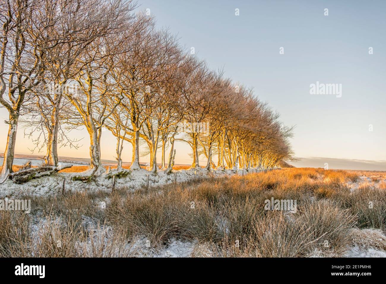 Beech Hedge Trees High Resolution Stock Photography and Images - Alamy