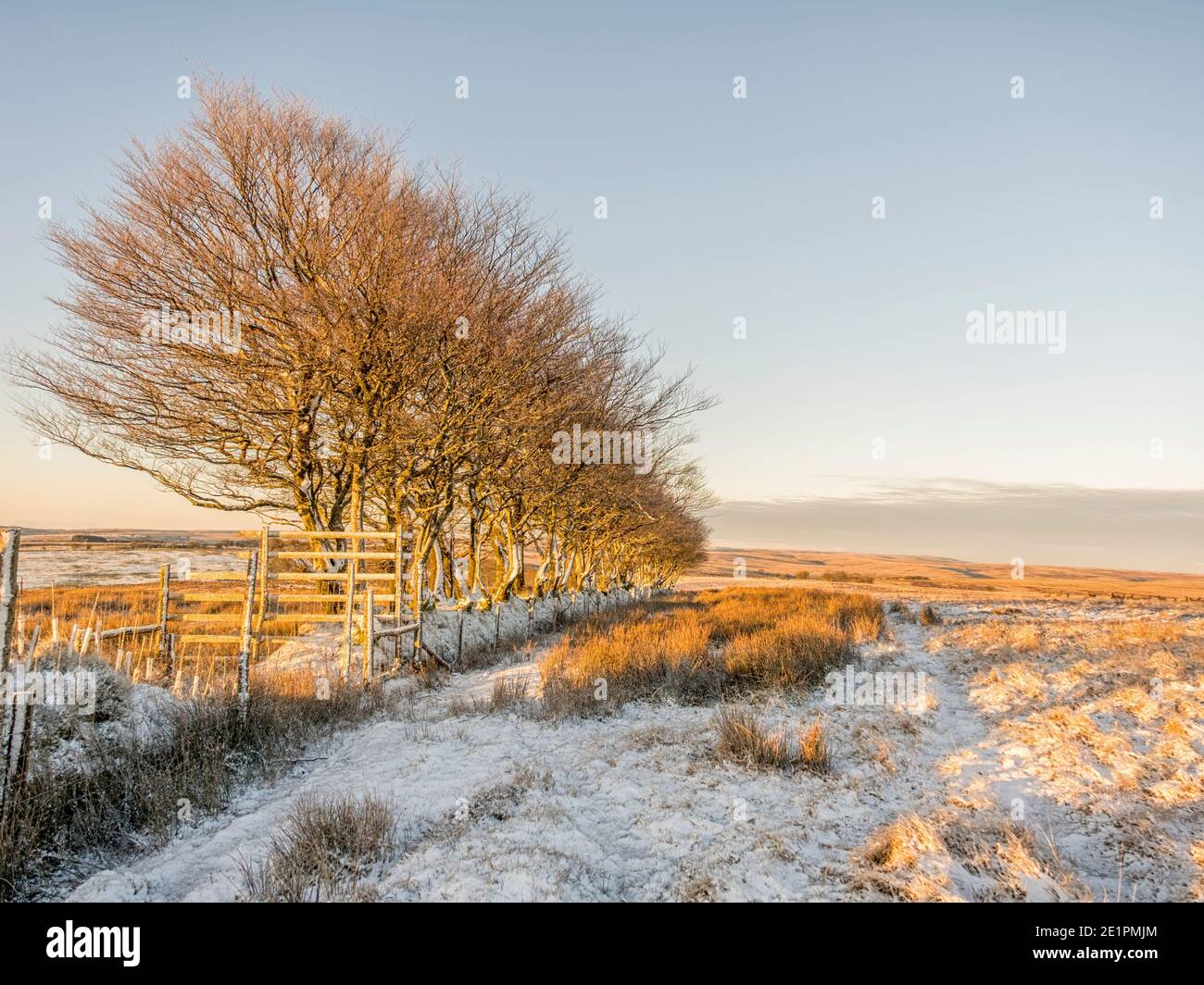 Beech Hedge Trees High Resolution Stock Photography and Images - Alamy