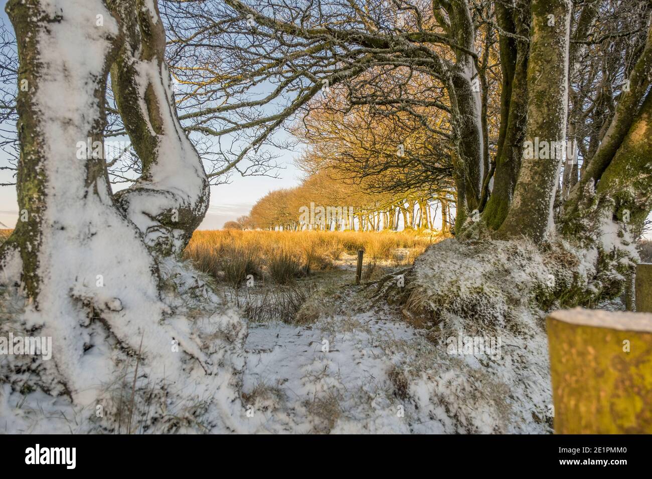 Beech Hedge Trees High Resolution Stock Photography and Images - Alamy