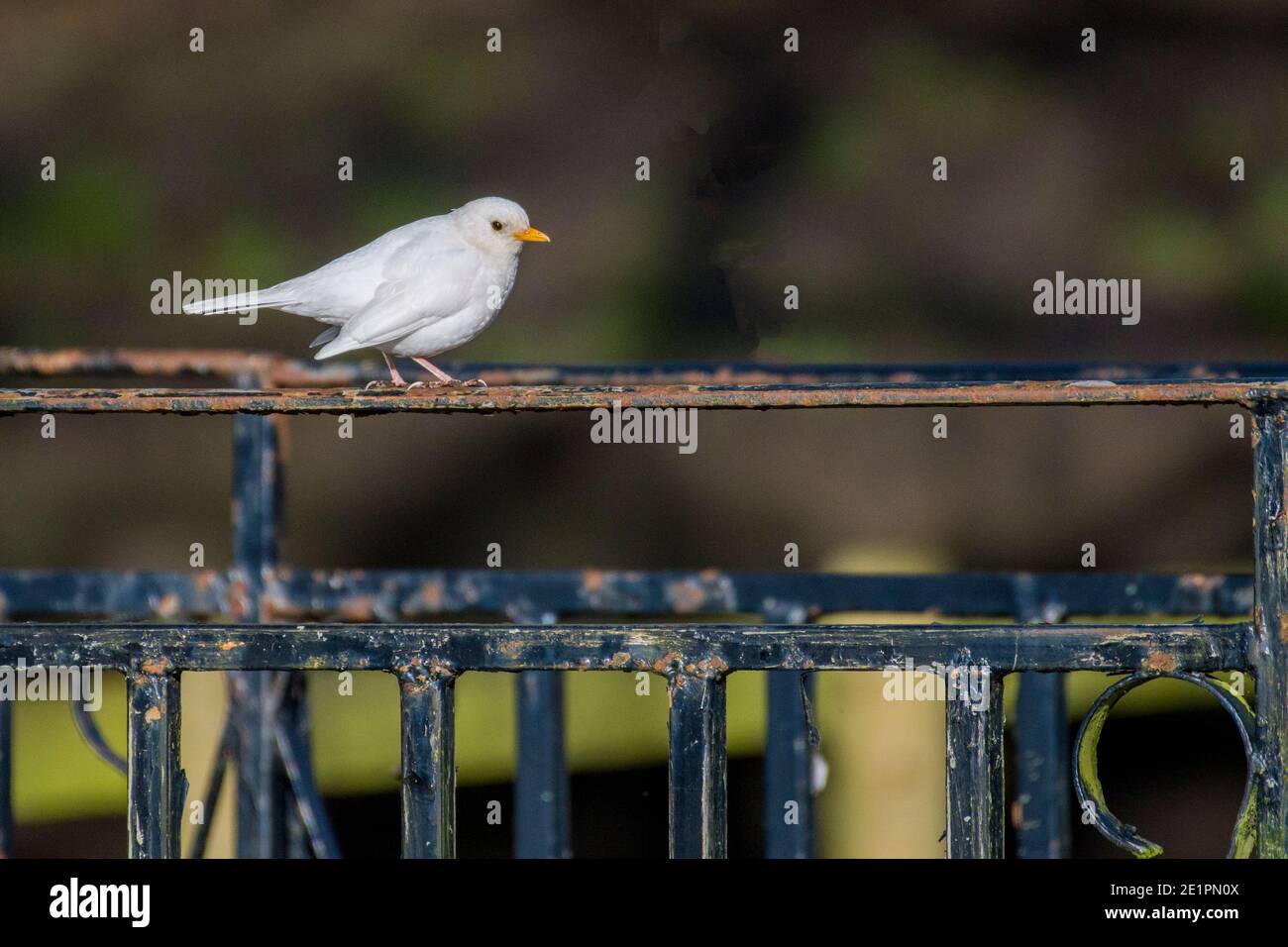 Leucistic White Blackbird Turdus merula Stock Photo - Alamy