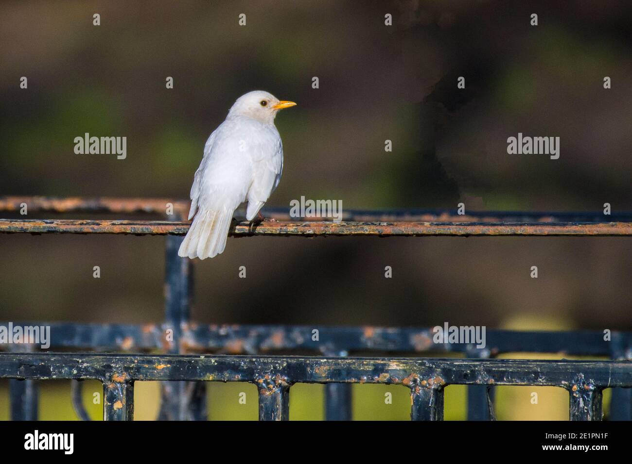 Leucistic White Blackbird Turdus merula Stock Photo - Alamy