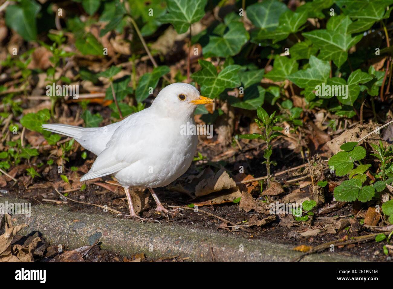 Leucistic White Blackbird Turdus merula Stock Photo - Alamy