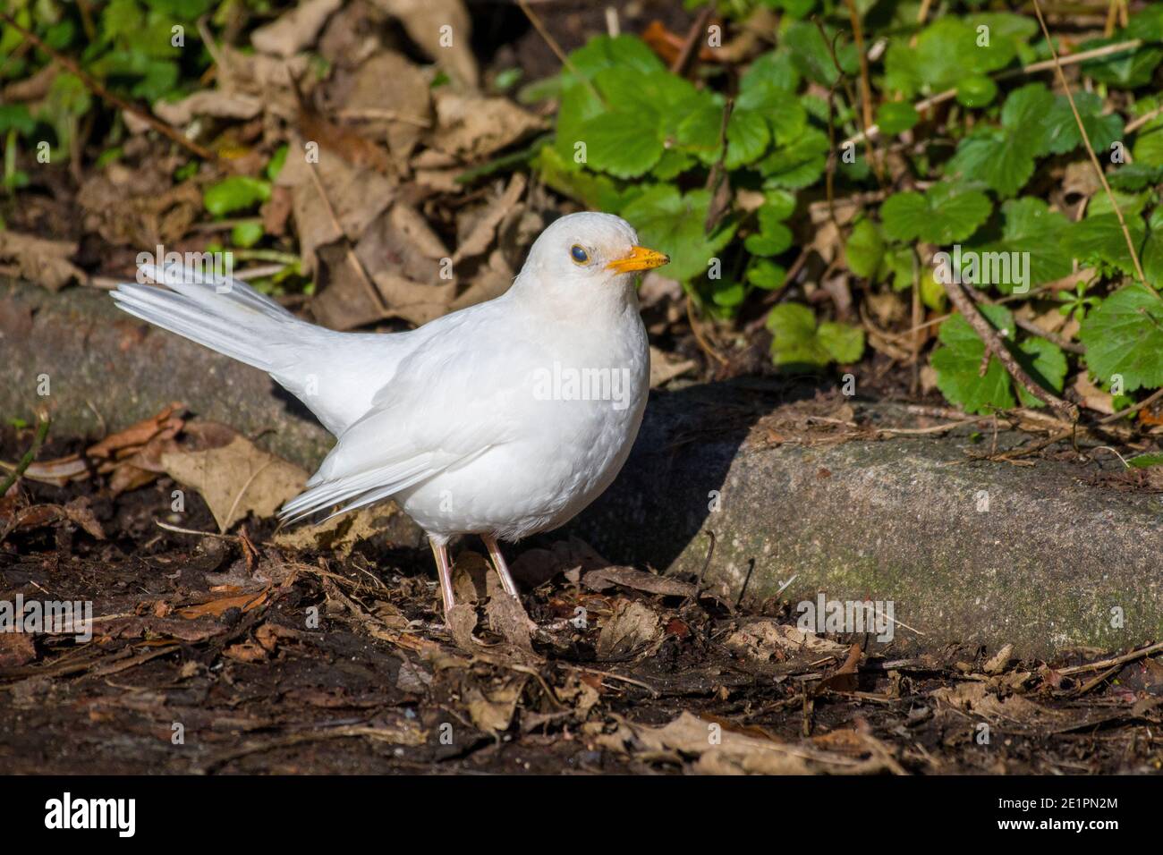 Leucistic blackbird hi-res stock photography and images - Alamy