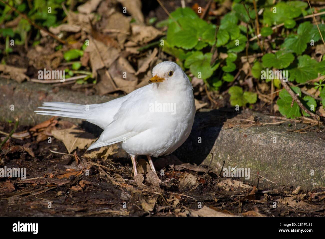 Leucistic White Blackbird Turdus merula Stock Photo - Alamy