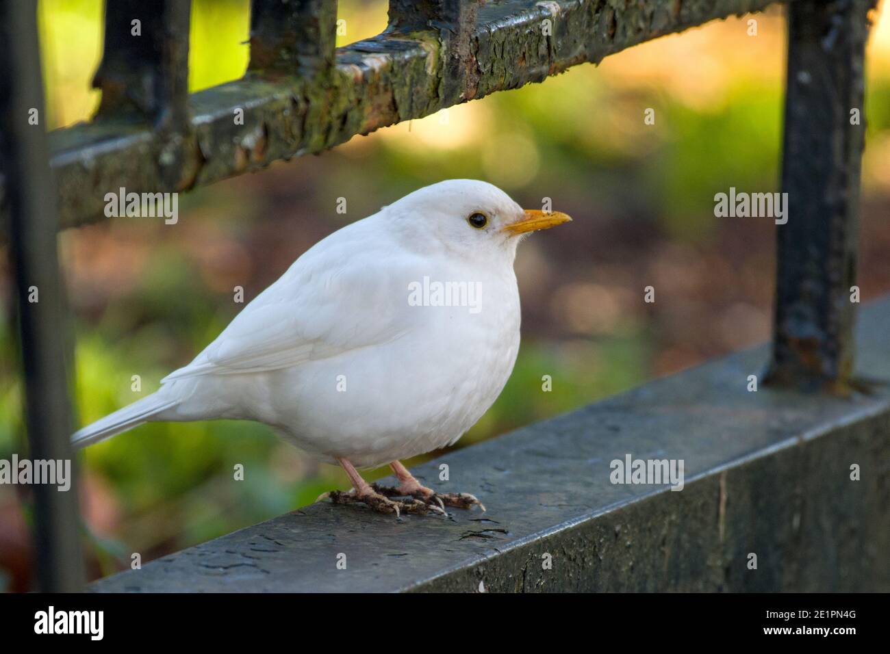 Leucistic White Blackbird Turdus merula Stock Photo - Alamy