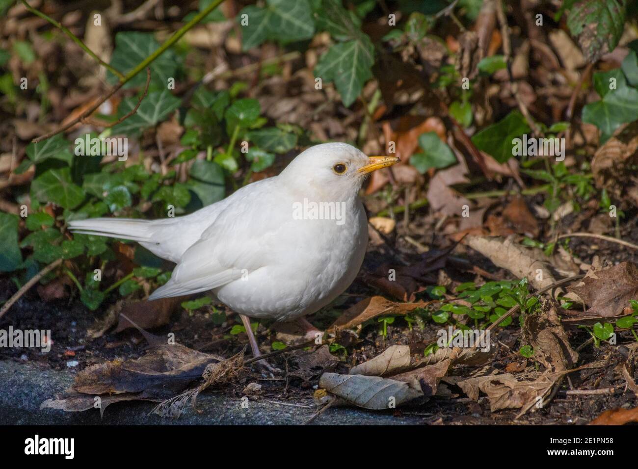 Albino blackbird hi-res stock photography and images - Alamy