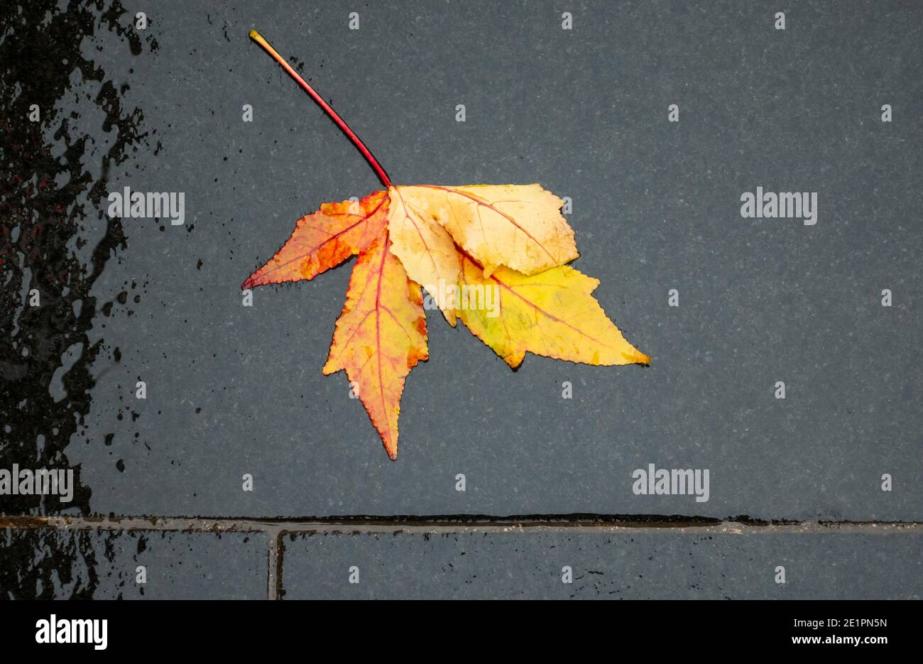 Fallen maple leaf hi-res stock photography and images - Alamy