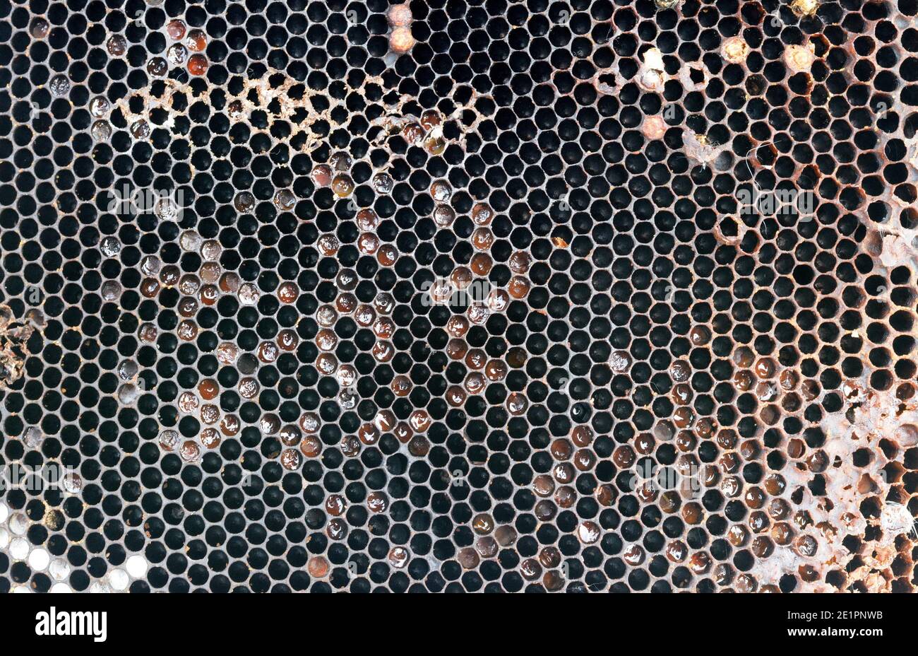 Close Up of Old Dried Honeycomb Without Bees and Larvae. A Wax ...