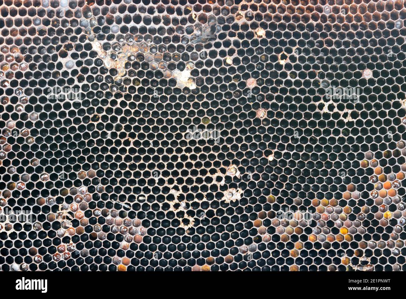 Close Up of Old Dried Honeycomb Without Bees and Larvae. A Wax ...