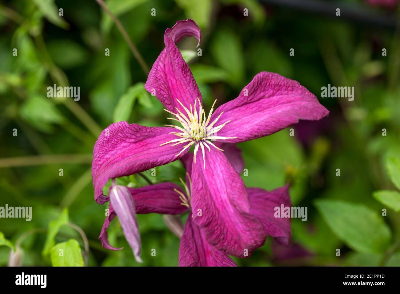 Clematis ' Madame Julia Correvon' a summer flowering shrub plant with a ...