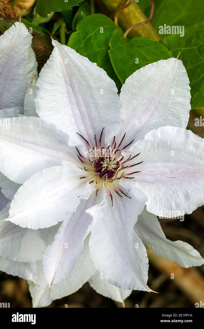 Clematis 'Snow Queen' an early summer flowering shrub plant with a ...