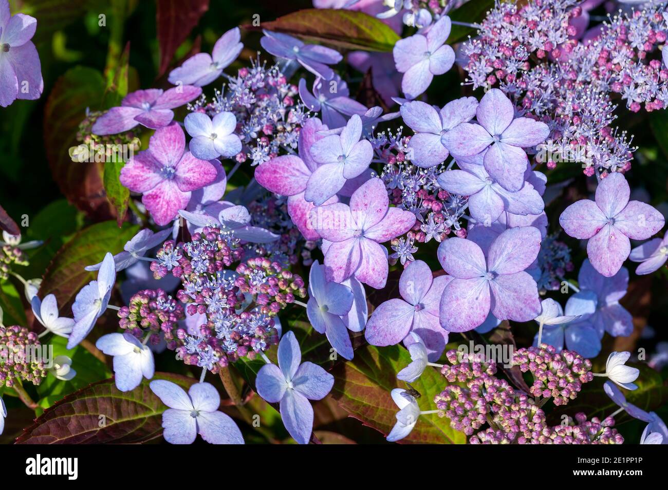 Hydrangea serrata 'Tiara' a pink summer lacecap flowering shrub plant ...