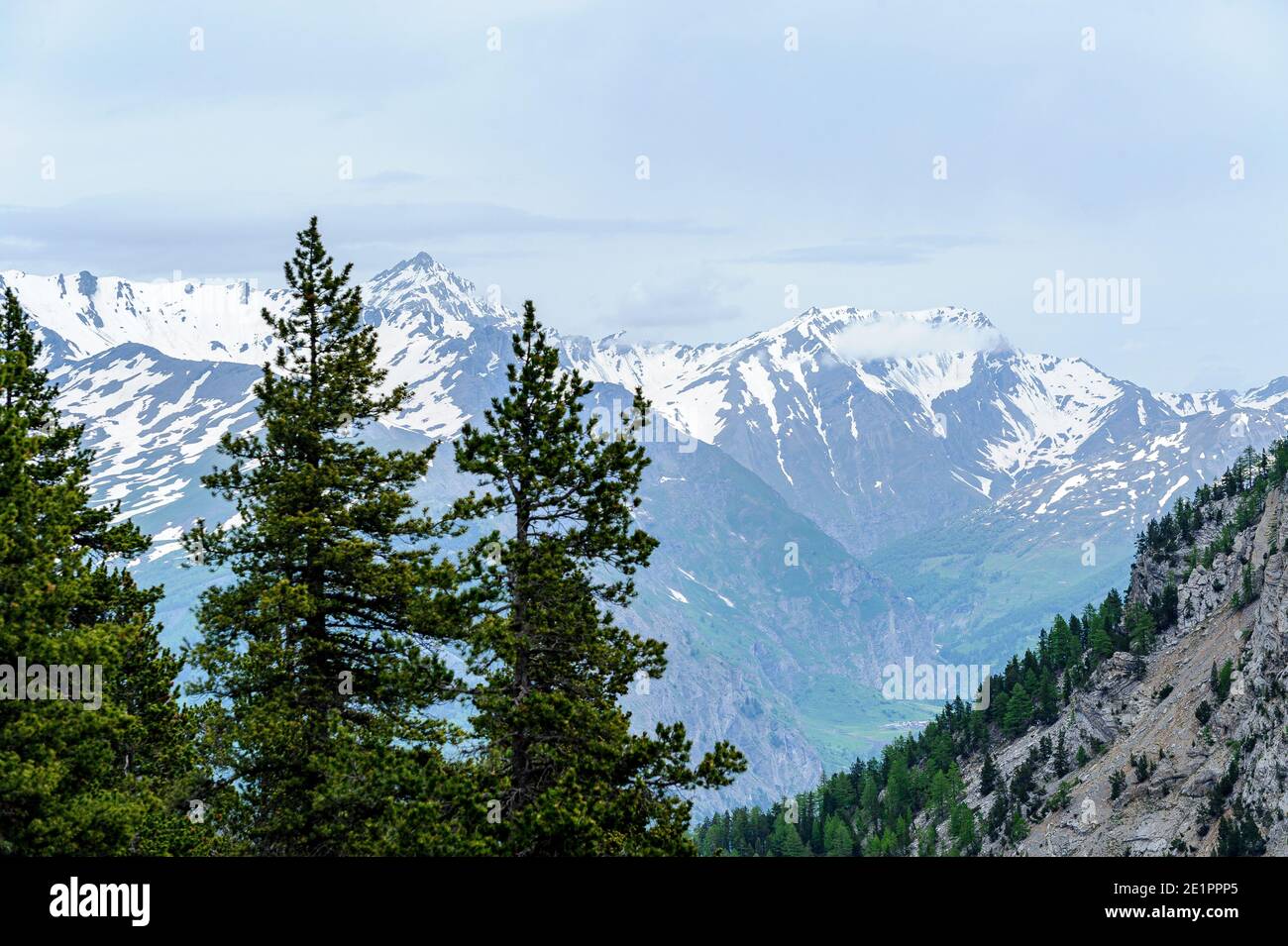 Tamarack pine hi-res stock photography and images - Alamy
