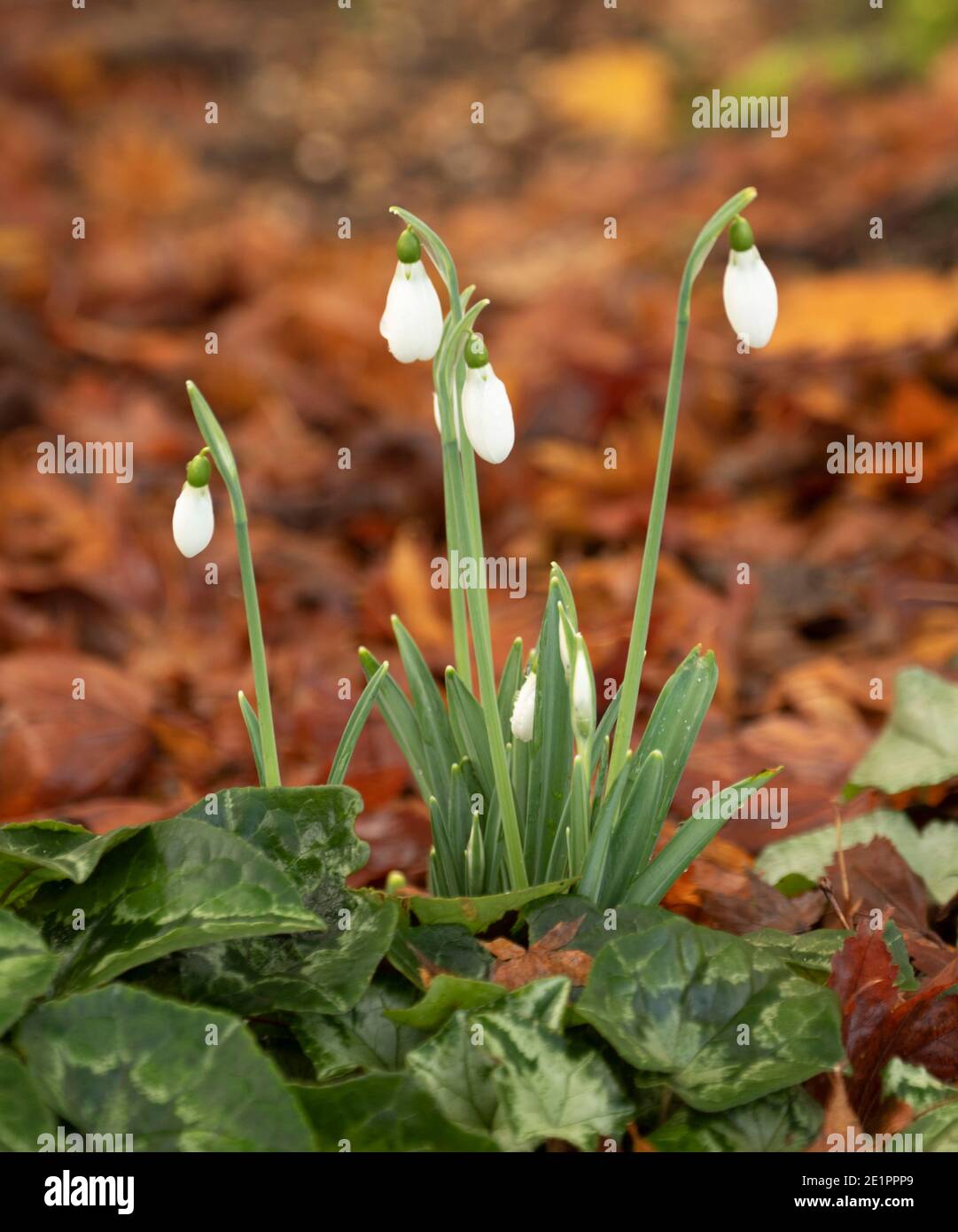 Snowdrops flowering in mid winter, natural flower portrait Stock Photo ...