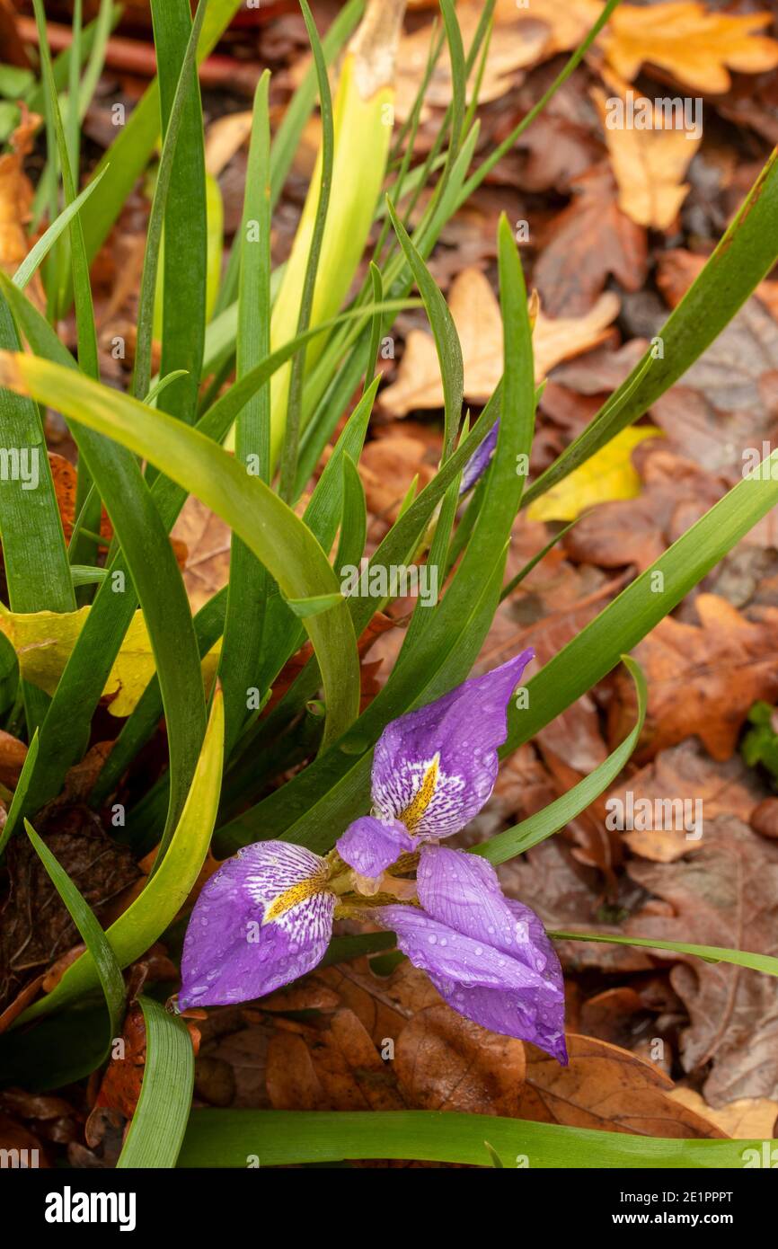 Lazistan iris iris lazica hi-res stock photography and images - Alamy