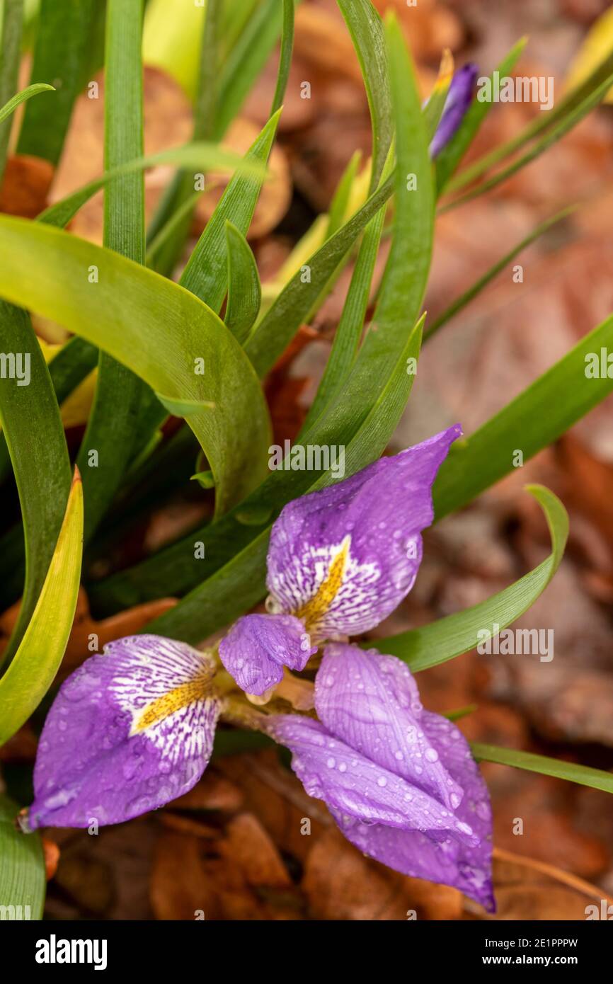 Lazistan iris iris lazica hi-res stock photography and images - Alamy