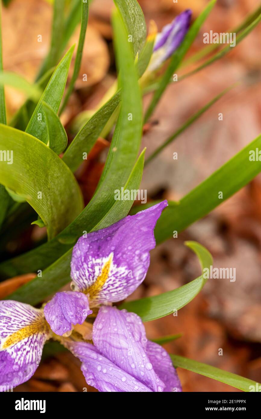 Lazistan iris iris lazica hi-res stock photography and images - Alamy
