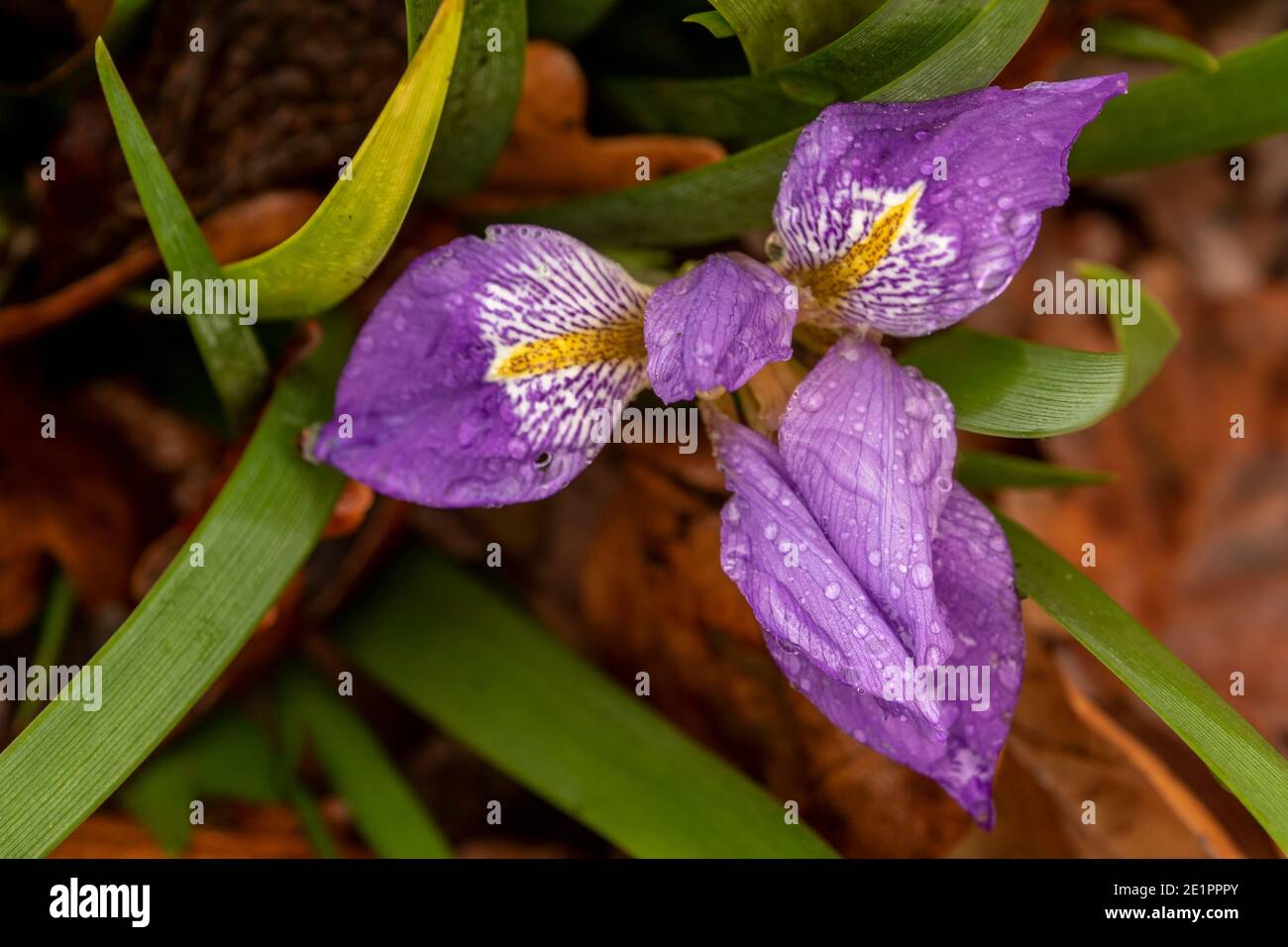 Lazistan iris iris lazica hi-res stock photography and images - Alamy