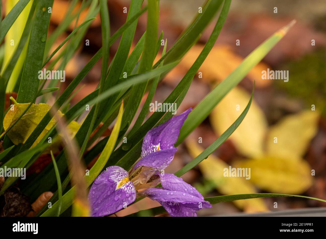 Lazistan iris iris lazica hi-res stock photography and images - Alamy