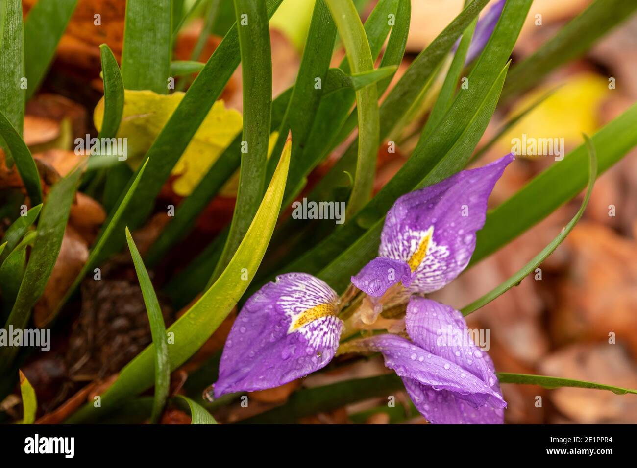 Lazistan iris iris lazica hi-res stock photography and images - Alamy