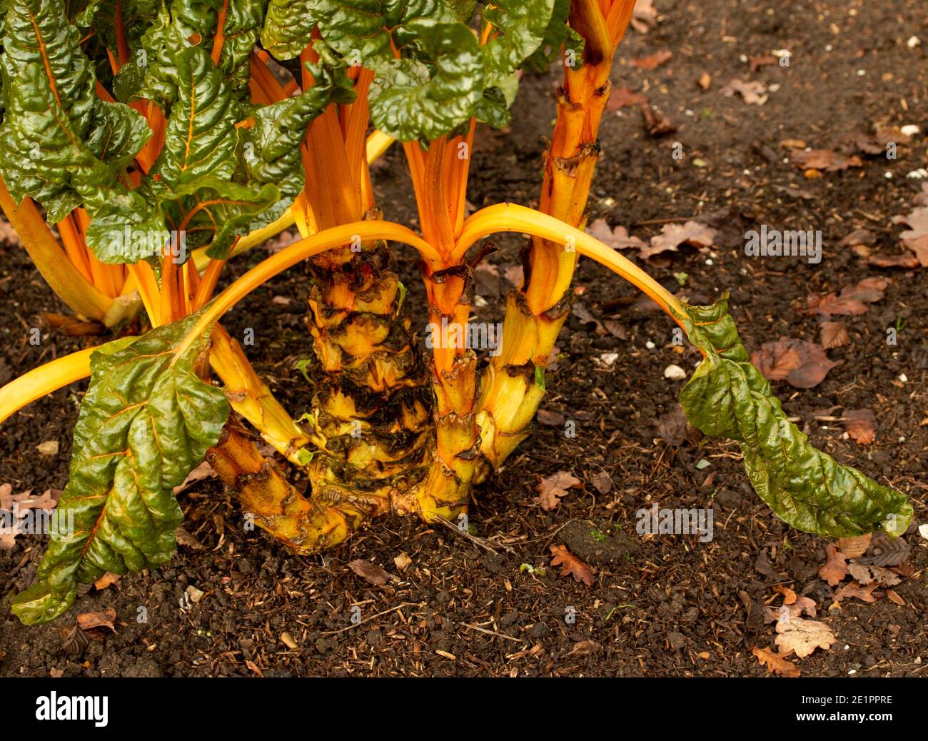 Chard ‘Bright Yellow’ in early winter sunshine showing green leaves and ...