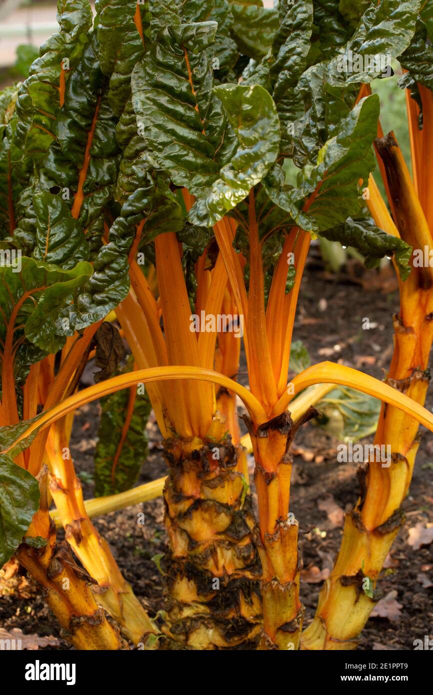 Chard ‘Bright Yellow’ in early winter sunshine showing green leaves and ...
