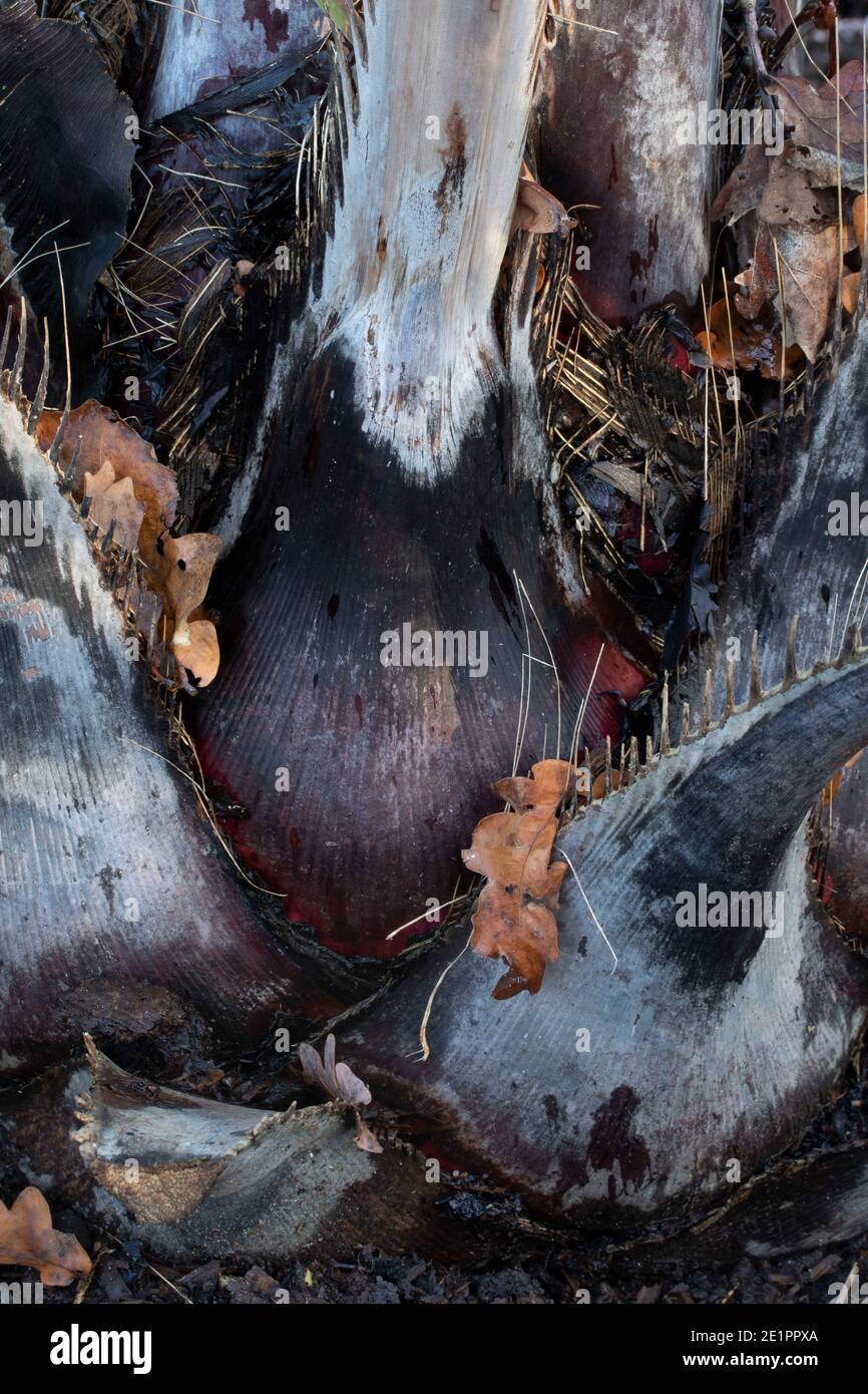 Abstract natural patterns and textures in nature, natures chaos ...