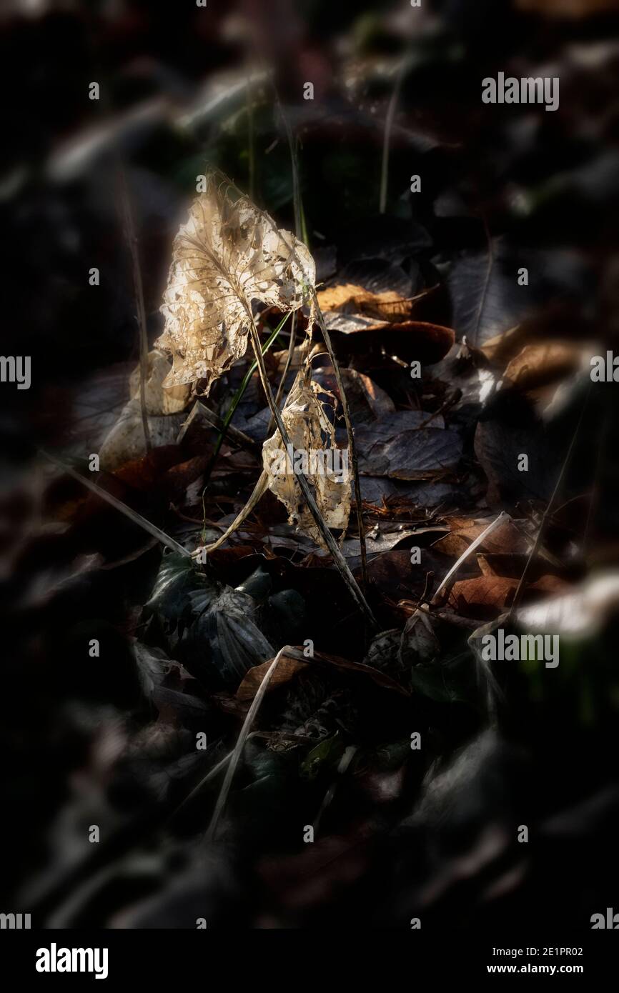 Ghostly dying leaf amongst leaf litter, natural abstract in the ...