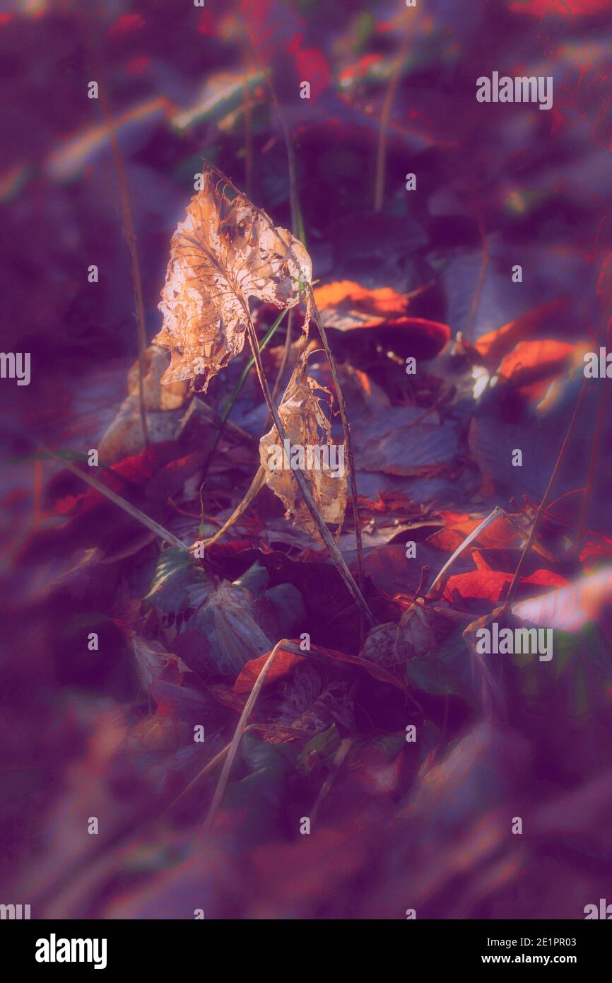 Abstract natural close-up of dead leaf standing above dark leaf litter ...