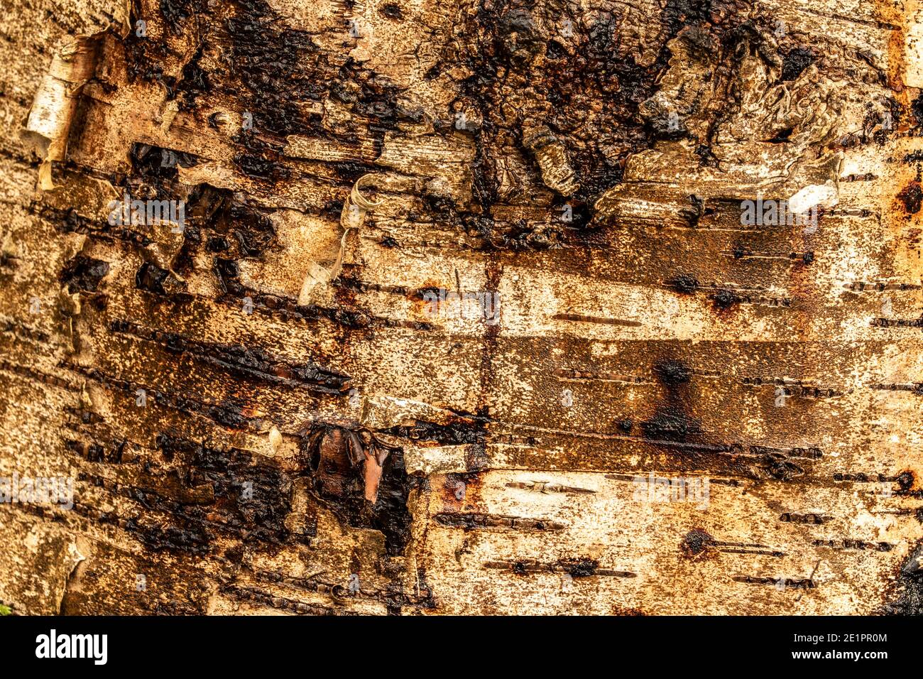 Abstract natural pattern of textured tree bark, patterns in nature ...