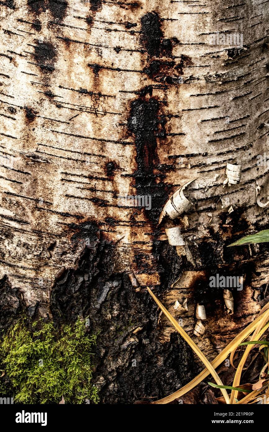 Abstract natural pattern of textured tree bark, patterns in nature ...