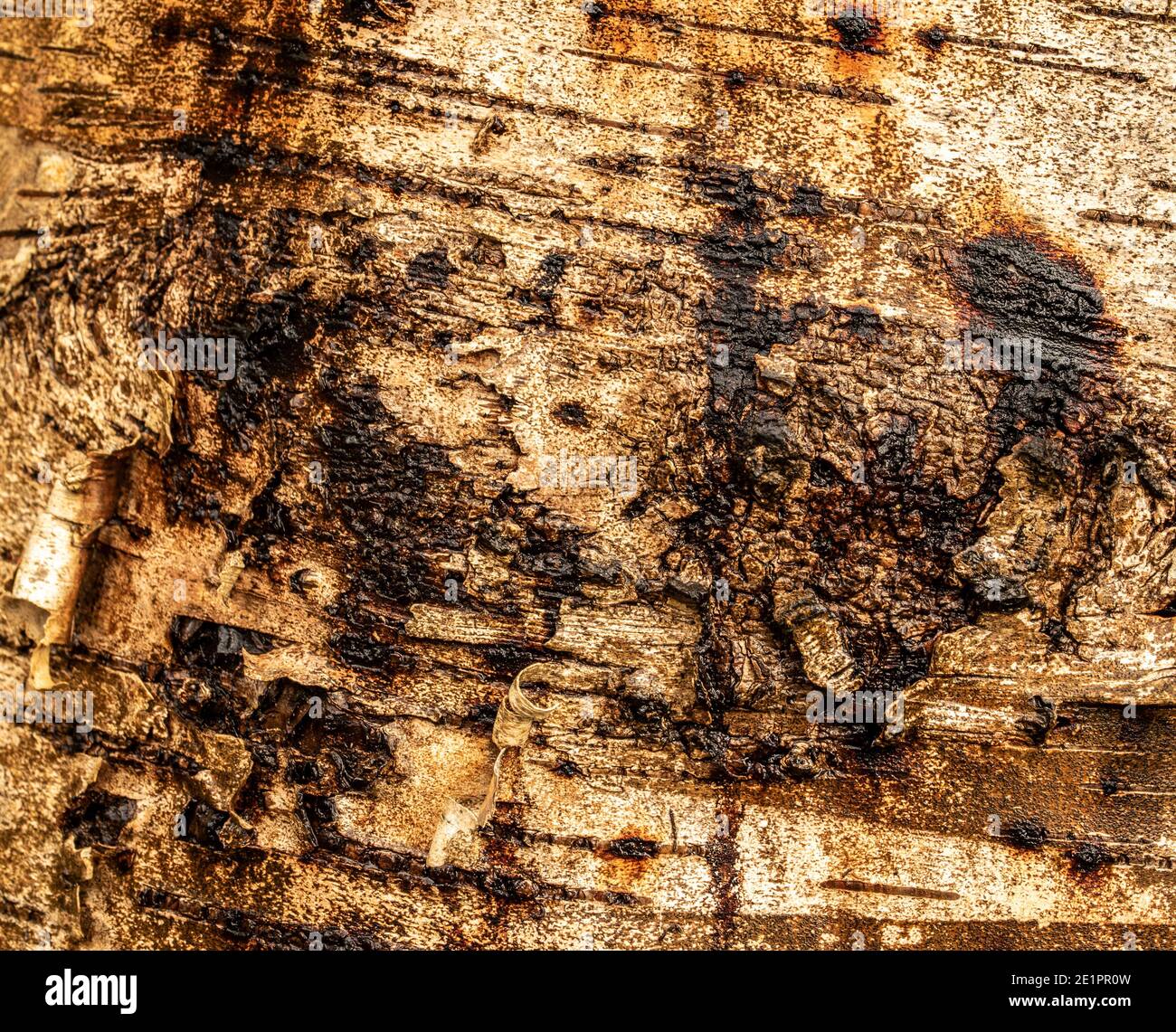 Abstract natural pattern of textured tree bark, patterns in nature ...