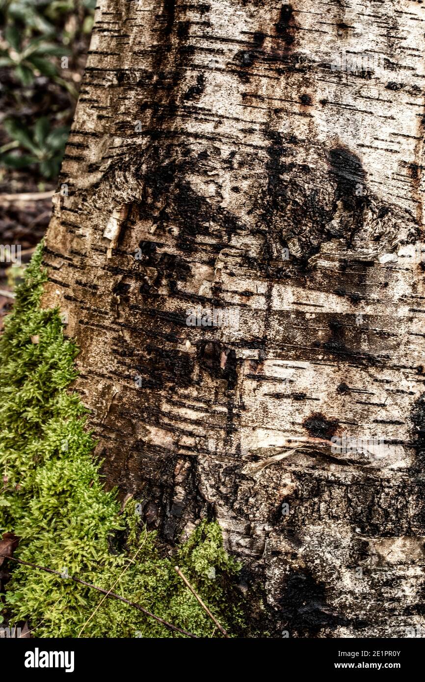 Abstract natural pattern of textured tree bark, patterns in nature ...