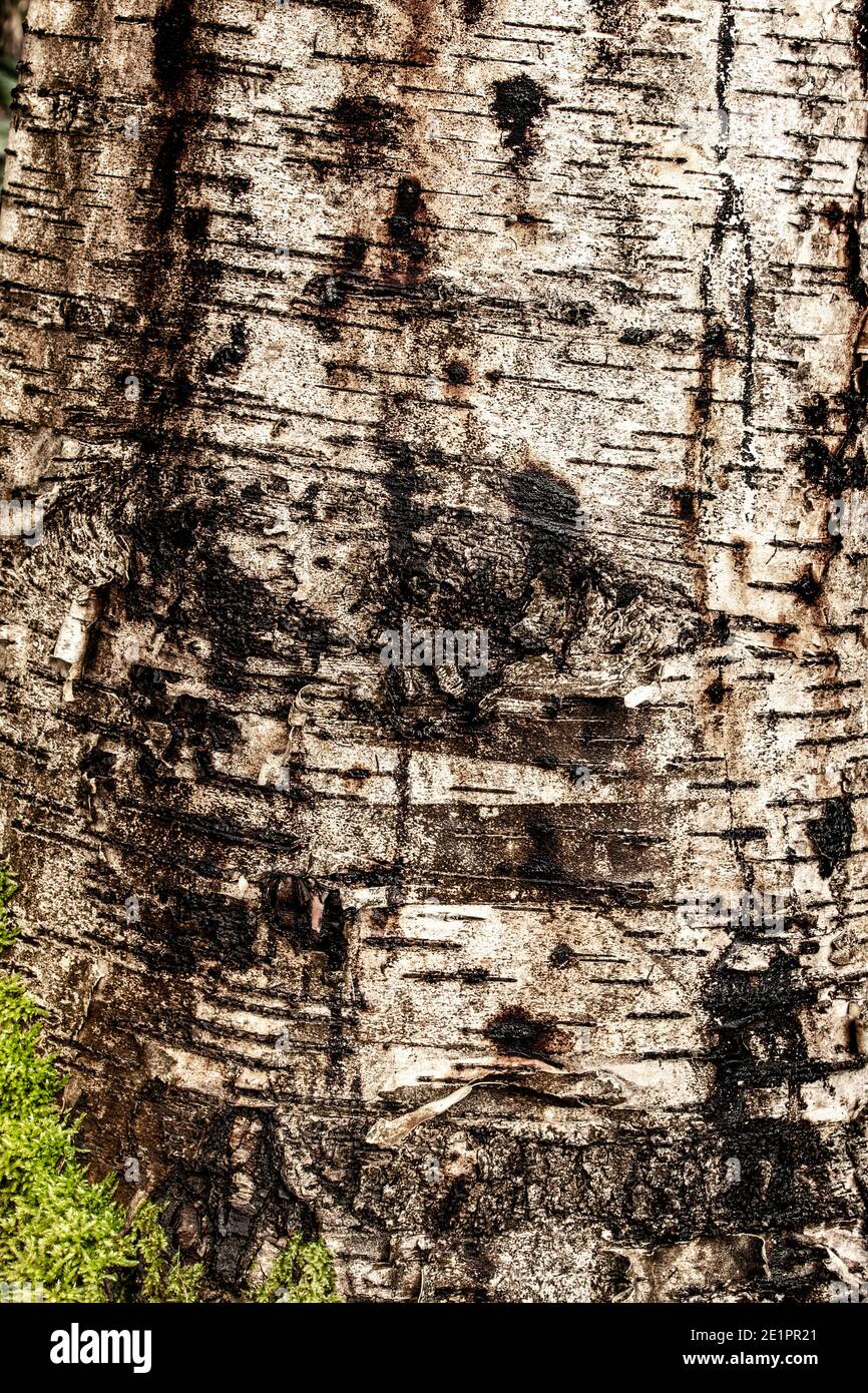 Abstract natural patterns and textures in nature, natures chaos ...