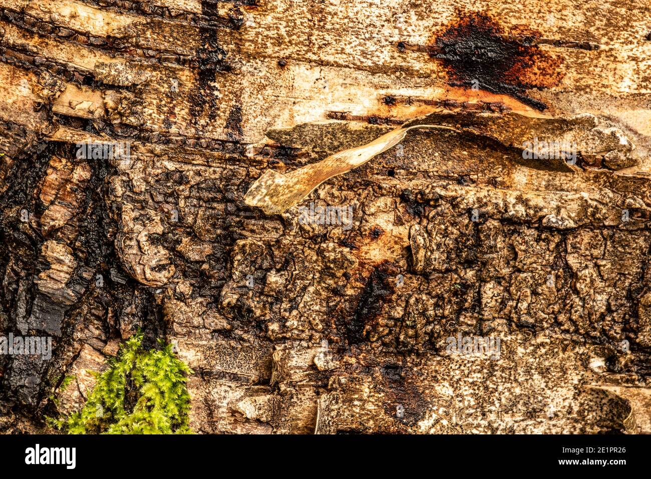 Abstract natural patterns and textures in nature, natures chaos ...