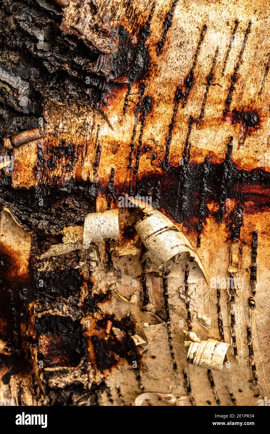 Abstract natural patterns and textures in nature, natures chaos ...