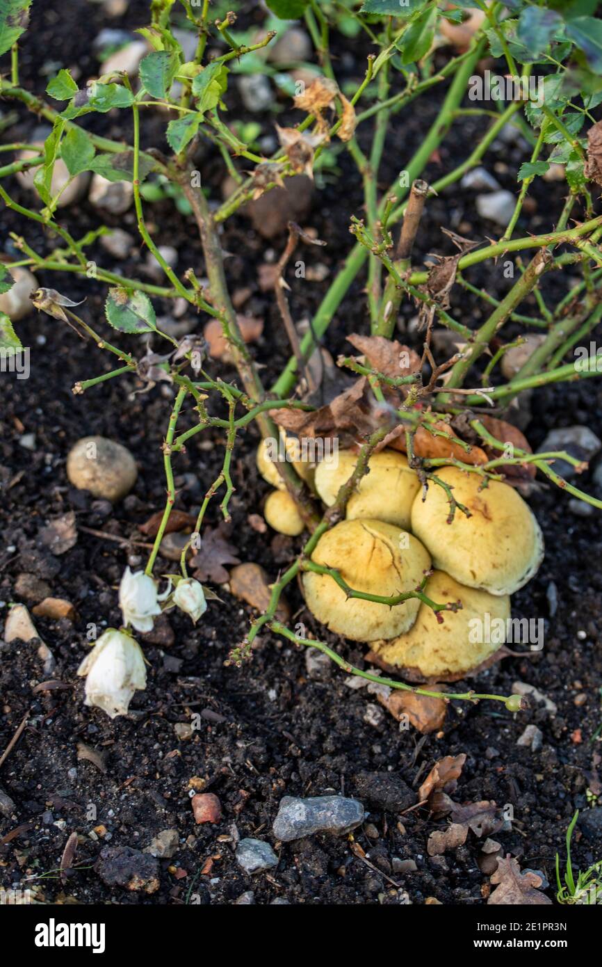 Fungi growing at the base of rose bush in late autumn (fall), natural ...