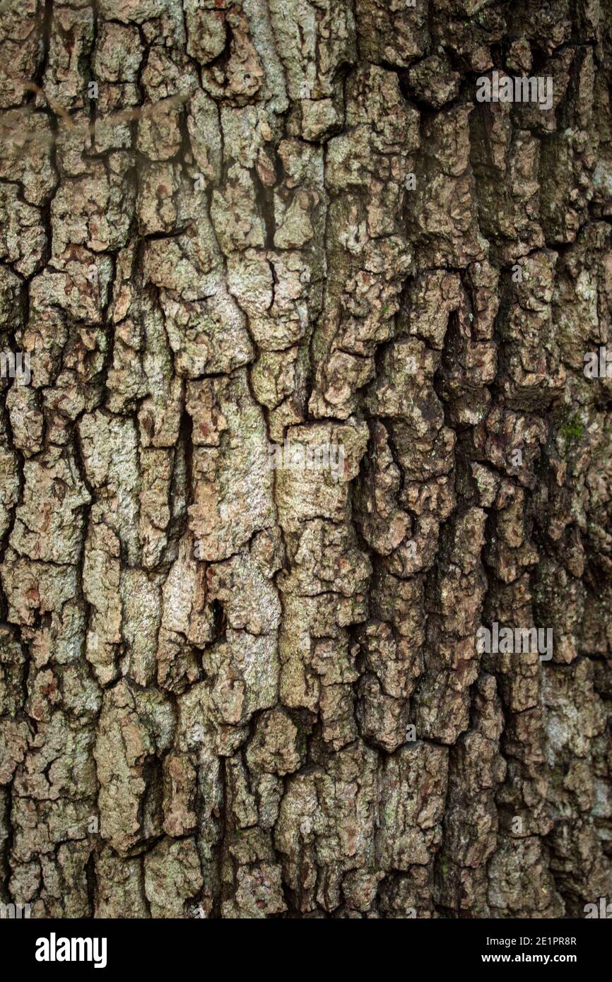Abstract natural patterns and textures in nature, natures chaos ...
