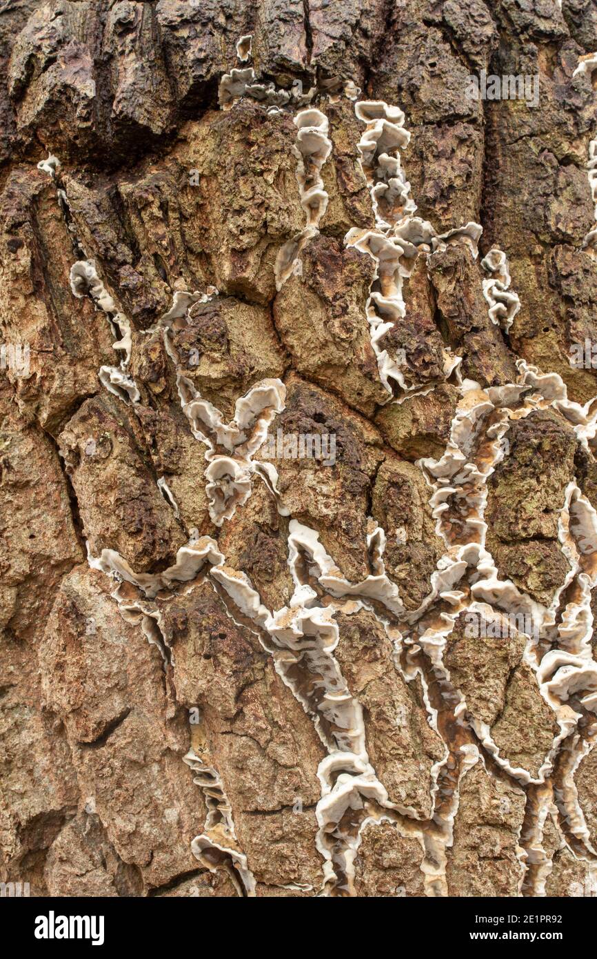 Abstract natural patterns and textures in nature, natures chaos ...