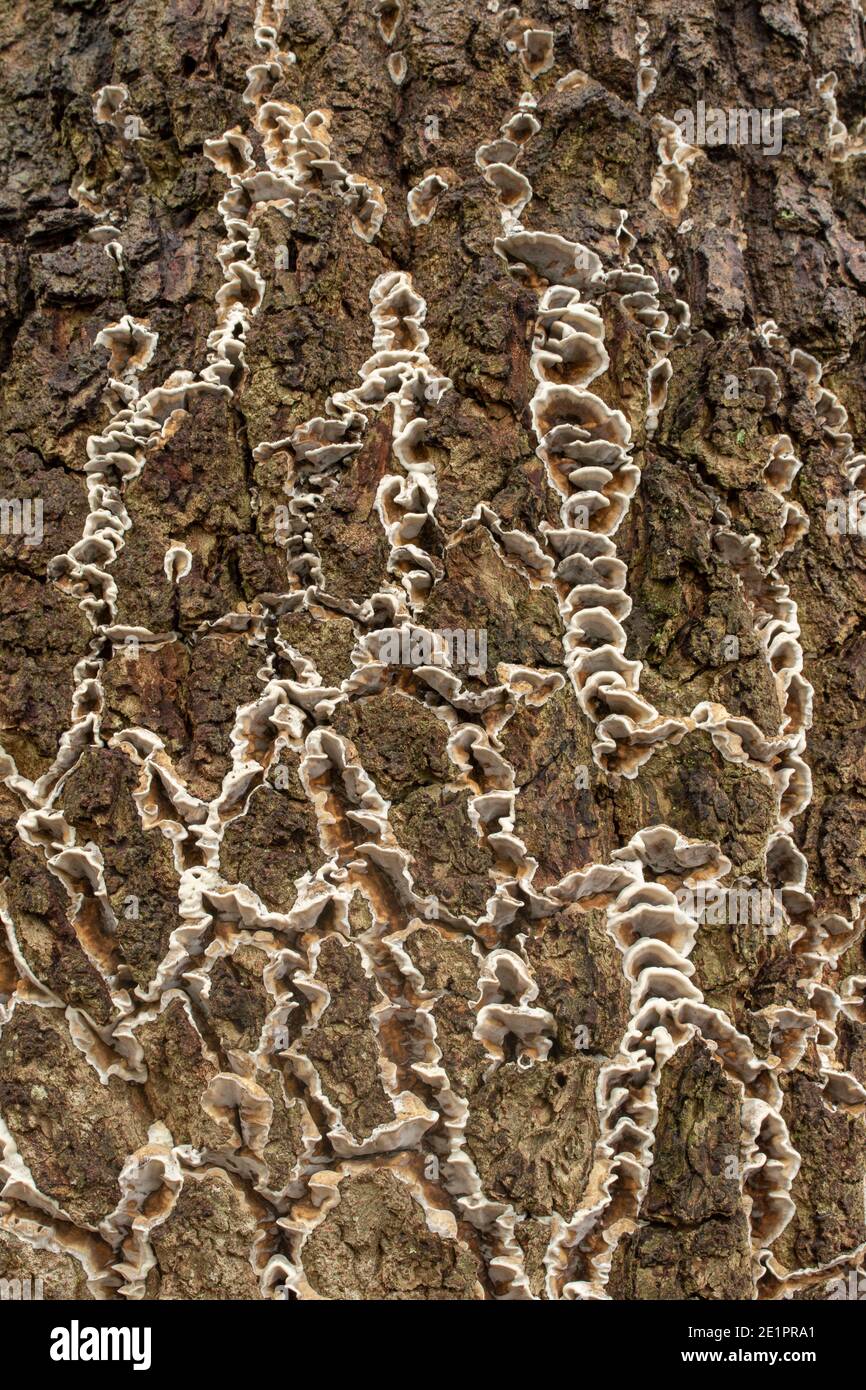 Patterns And Textures In Nature at Imogen Parry-okeden blog