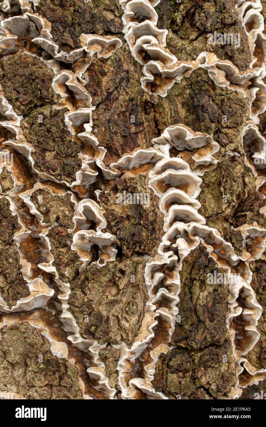 Patterns And Textures In Nature at Imogen Parry-okeden blog