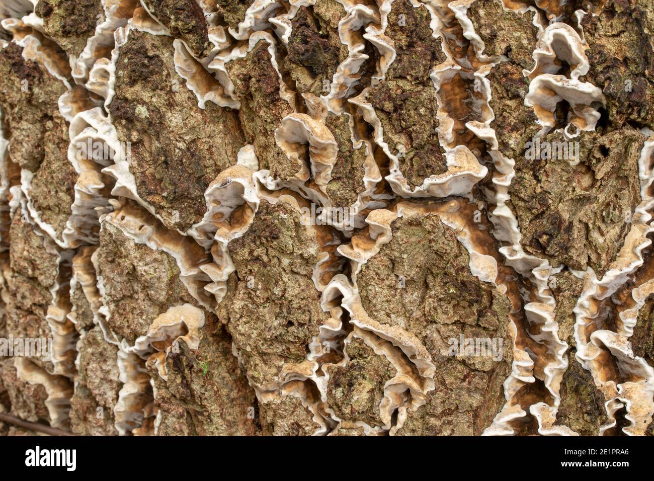 Abstract natural patterns and textures in nature, natures chaos ...