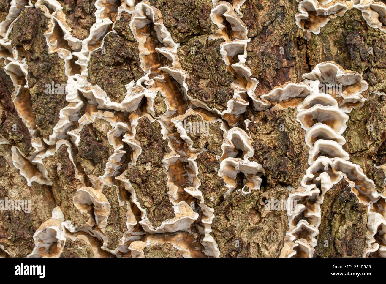 Patterns And Textures In Nature at Imogen Parry-okeden blog