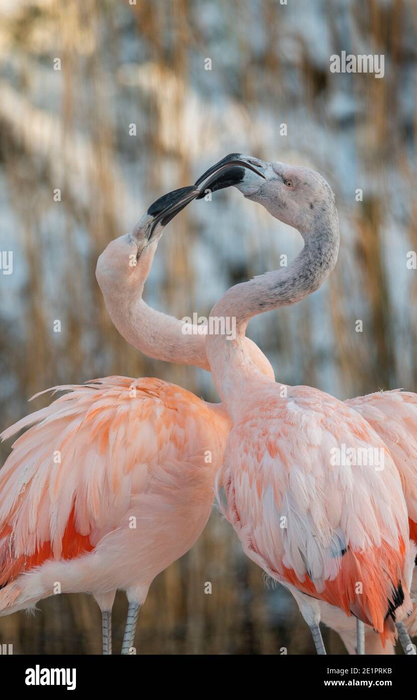 Winter snow cold flamingo flamingos hi-res stock photography and images ...