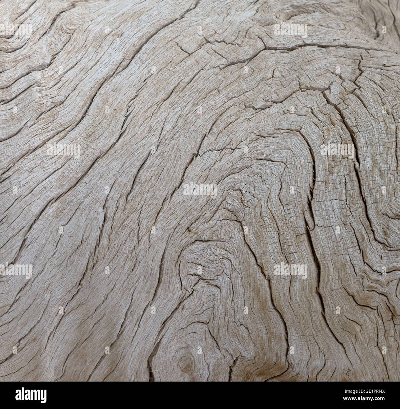 Faidherbia albida hi-res stock photography and images - Alamy